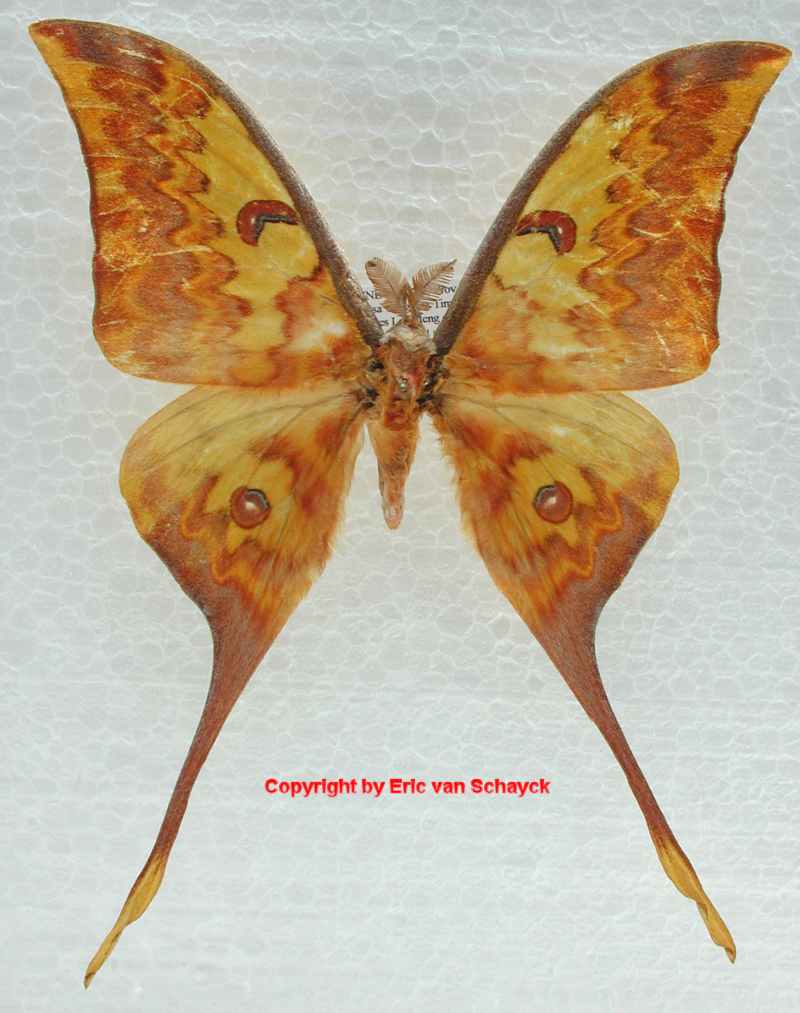 SATURNIIDAE World Homepage für den Saturniidenfreund SATURNIIDAE World Homepage für den Saturniidenfreund